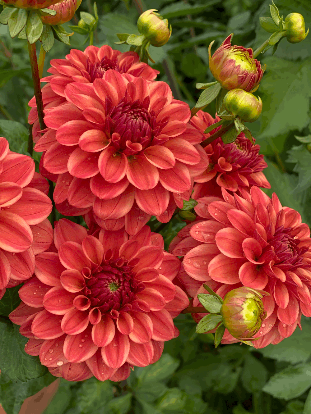 Dahlia Tubers — Atterberry Gardens