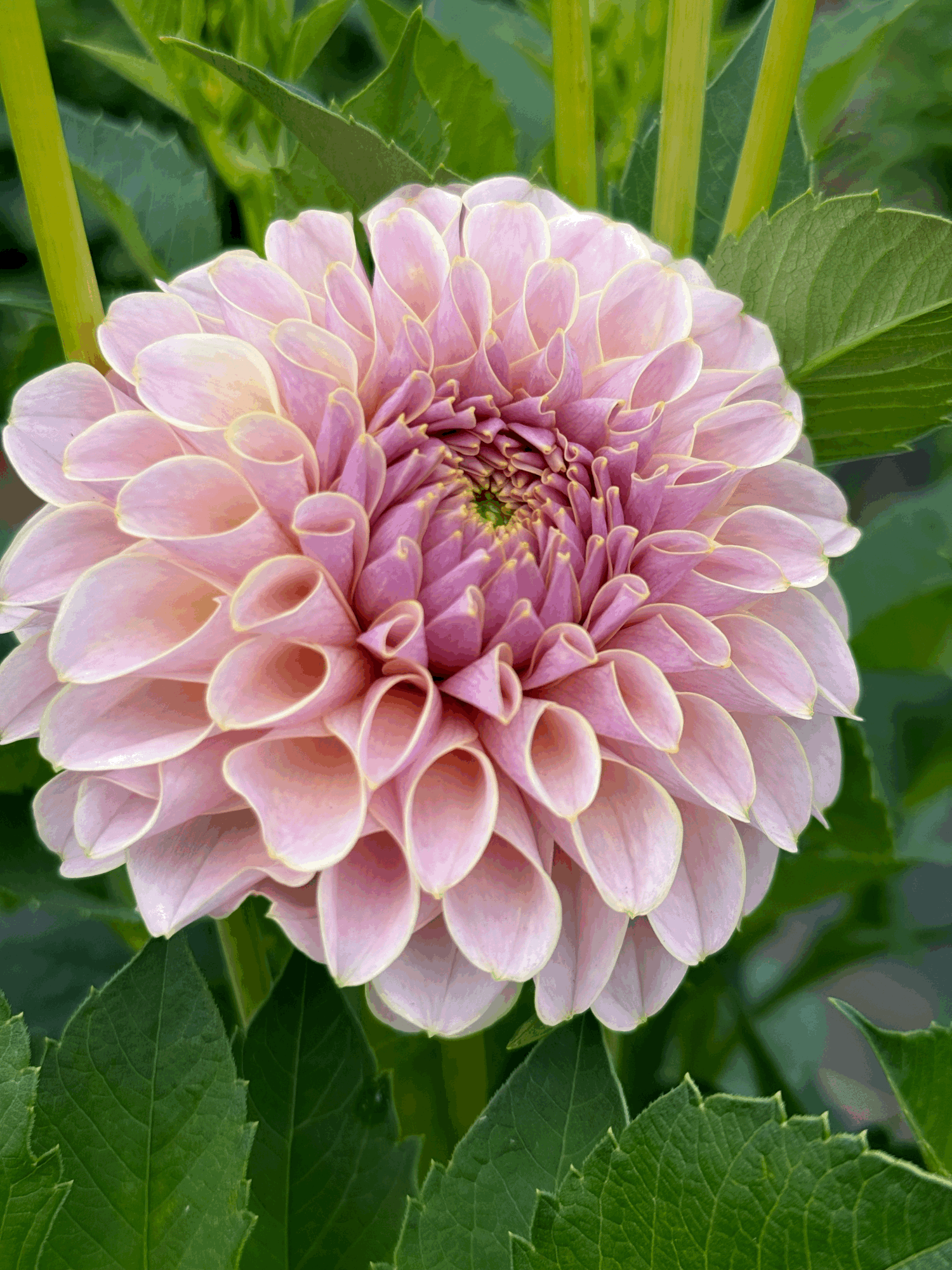 Dahlia Tubers — Atterberry Gardens