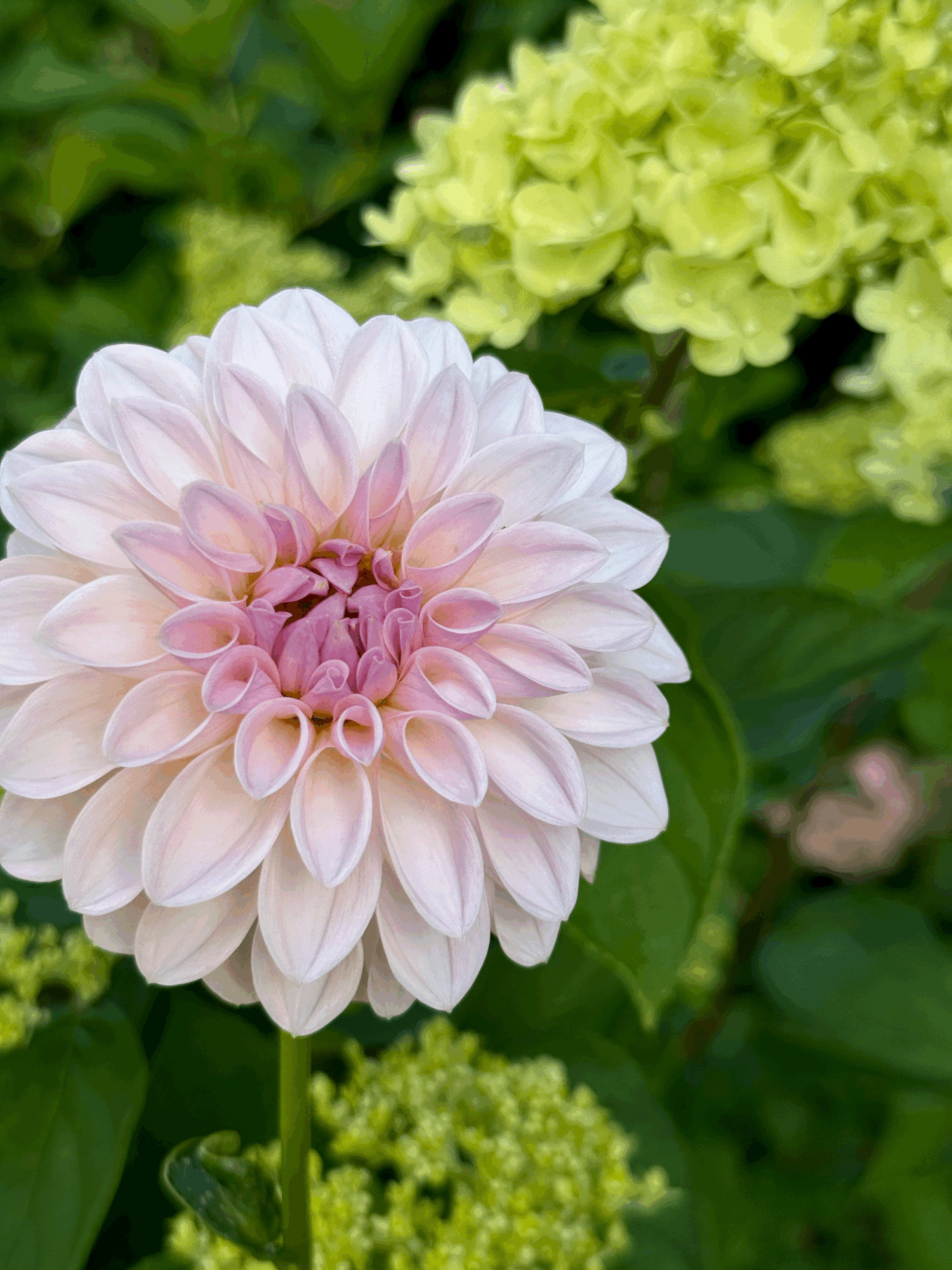 Dahlia Tubers — Atterberry Gardens