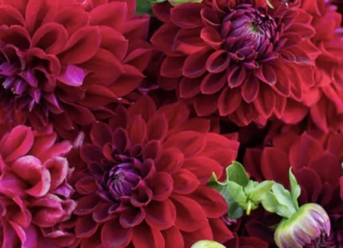 Dahlia Tubers — Atterberry Gardens