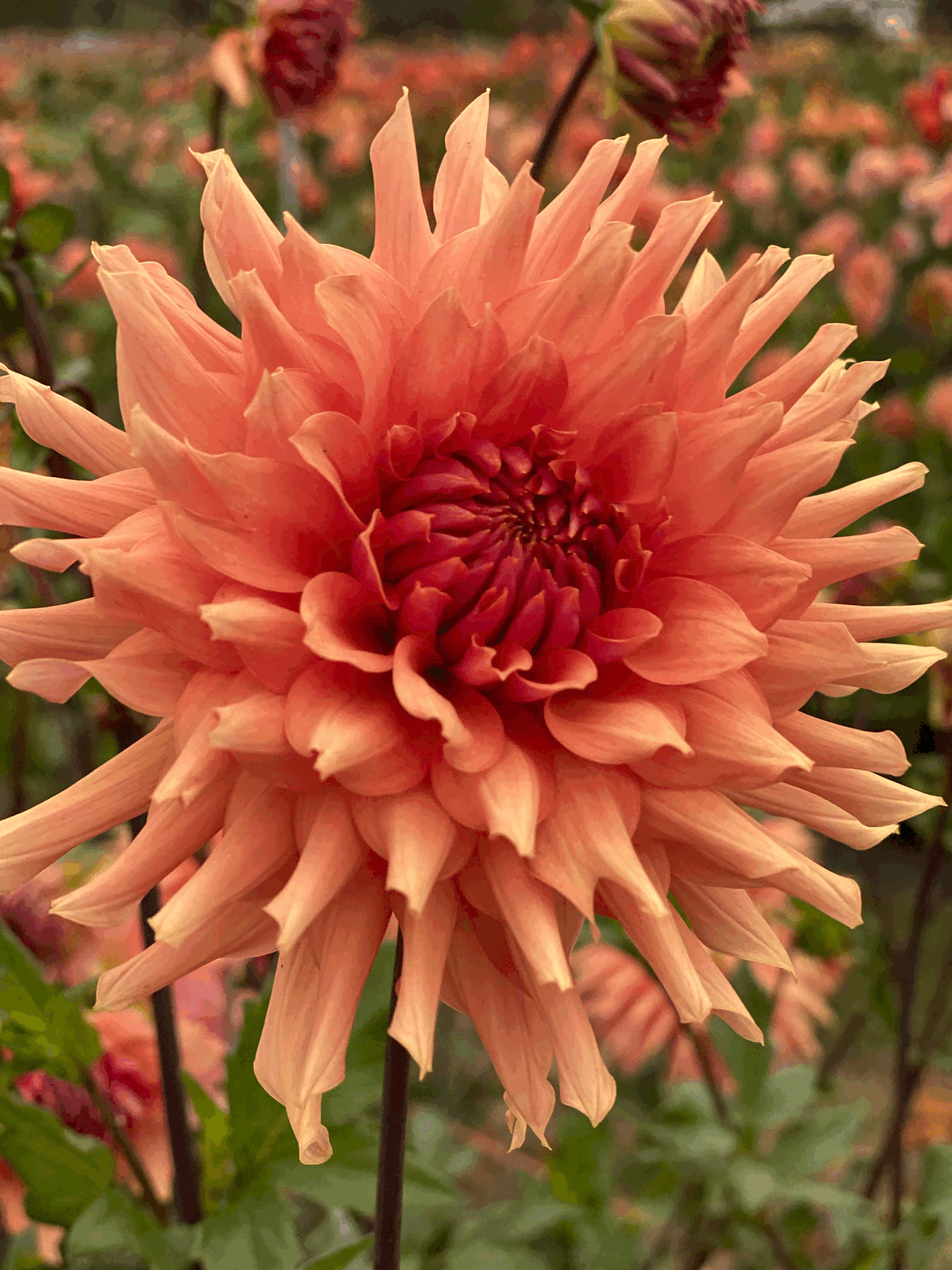 Dahlia Tubers — Atterberry Gardens