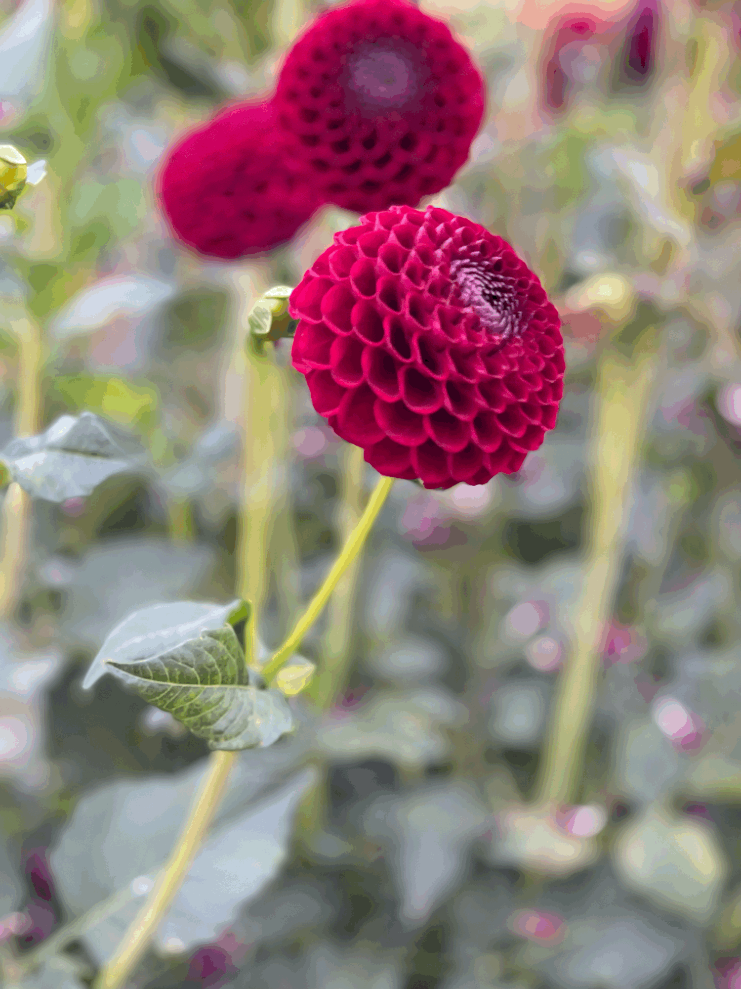 Dahlia Tubers — Atterberry Gardens