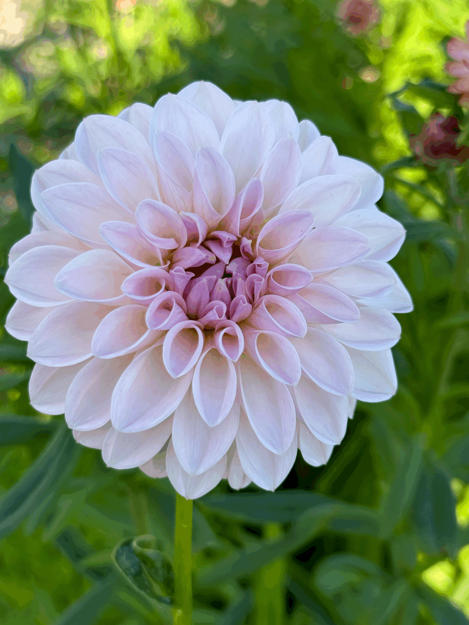 Dahlia Tubers — Atterberry Gardens
