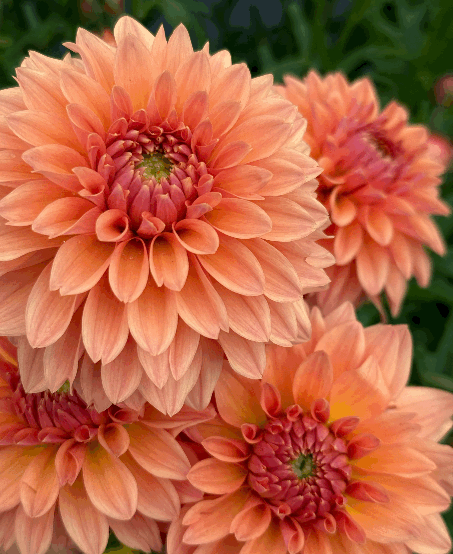 Dahlia Tubers — Atterberry Gardens