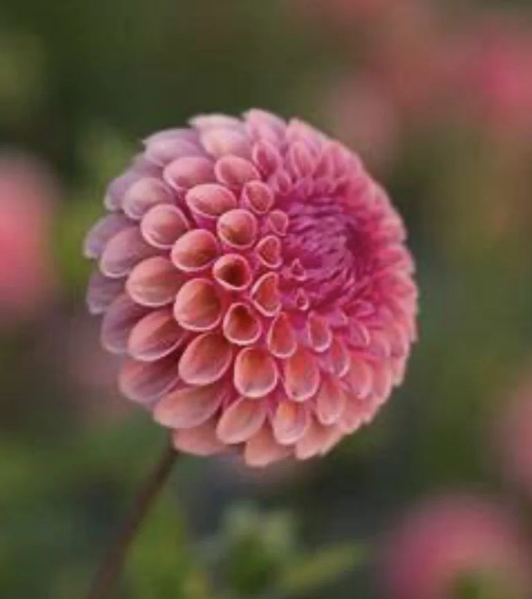 Dahlia Tubers — Atterberry Gardens