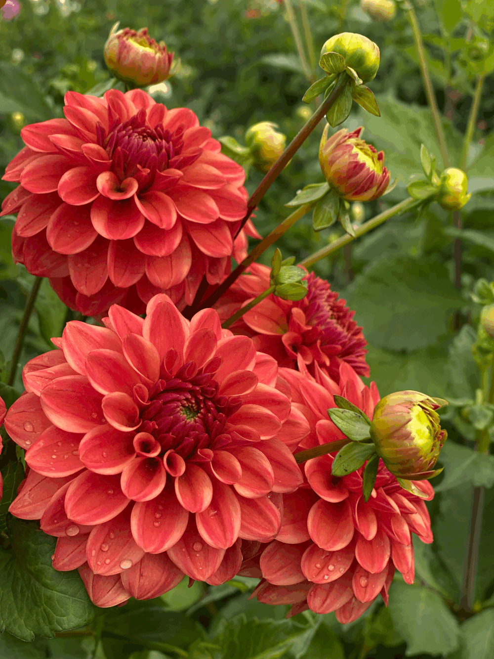 Dahlia Tubers — Atterberry Gardens