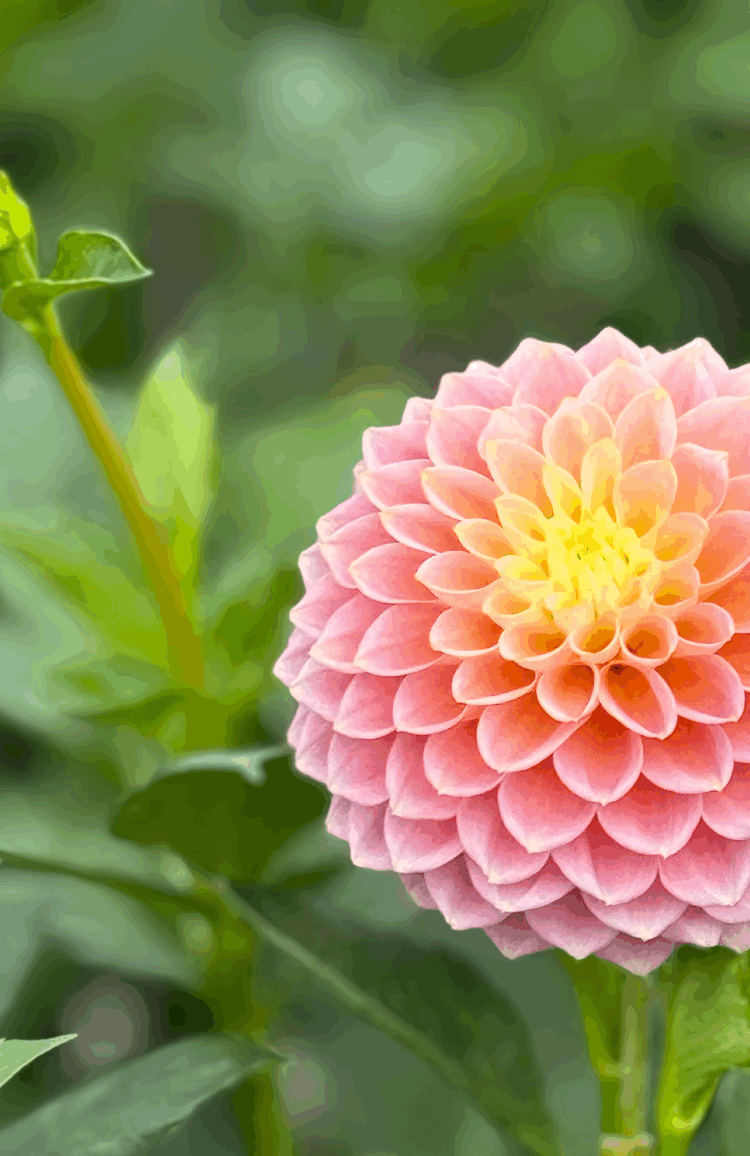 Dahlia Tubers — Atterberry Gardens