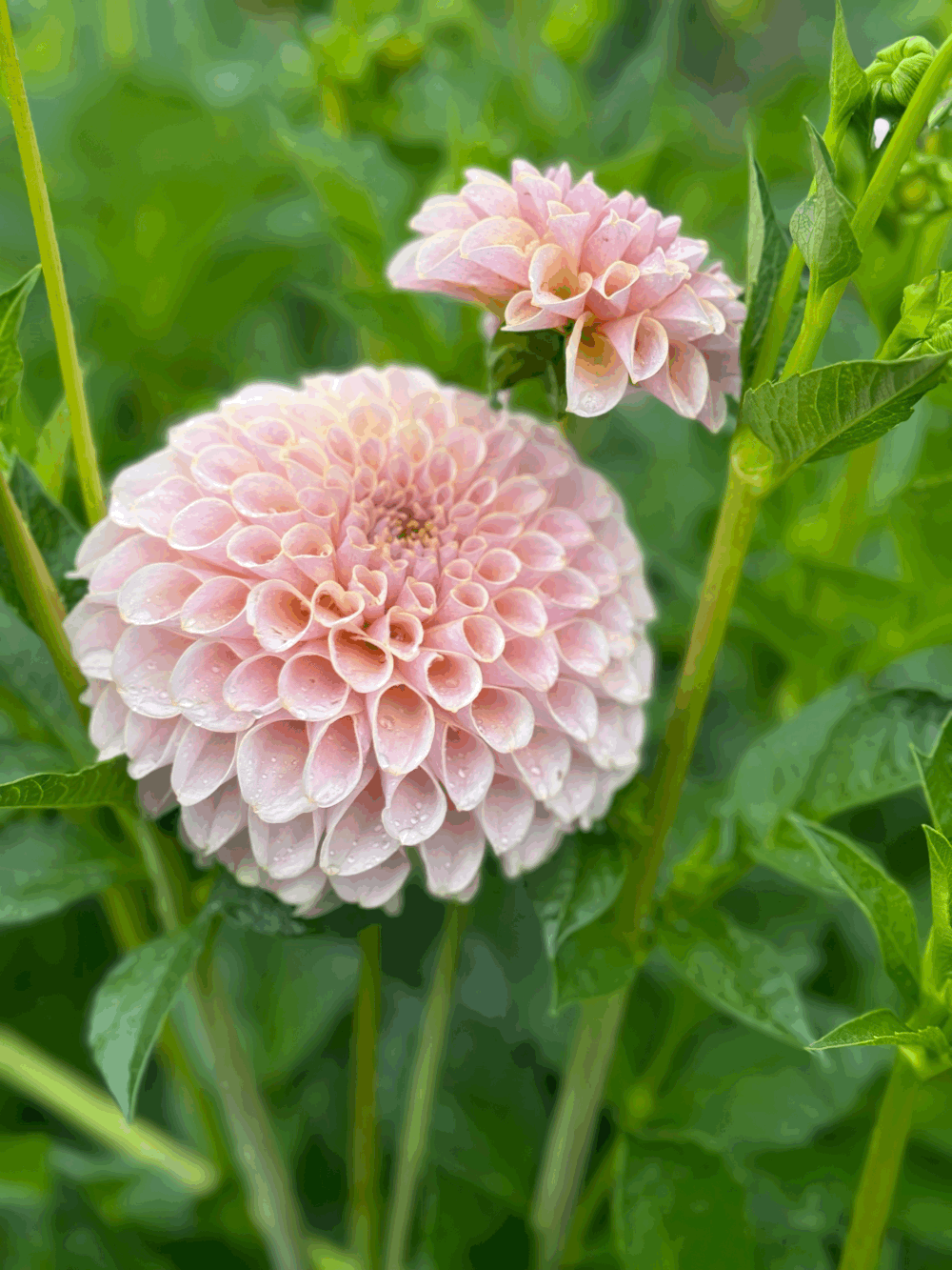 Dahlia Tubers — Atterberry Gardens
