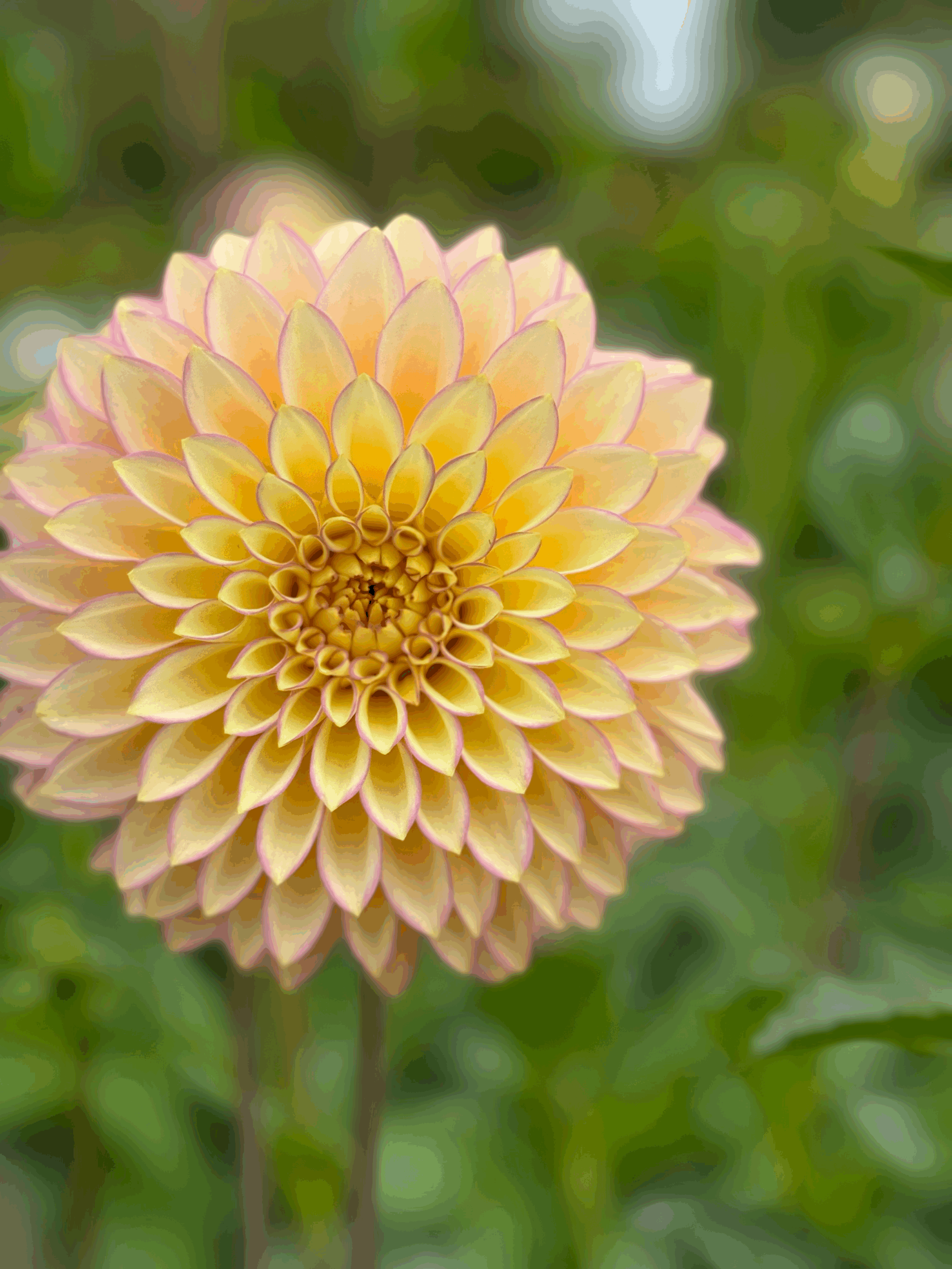Dahlia Tubers — Atterberry Gardens