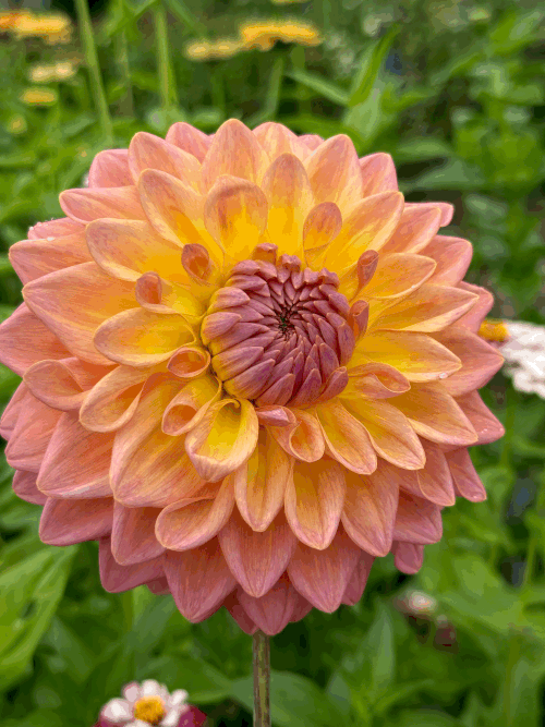 Dahlia Tubers — Atterberry Gardens