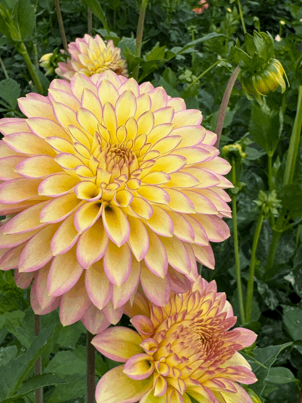 Dahlia Tubers — Atterberry Gardens
