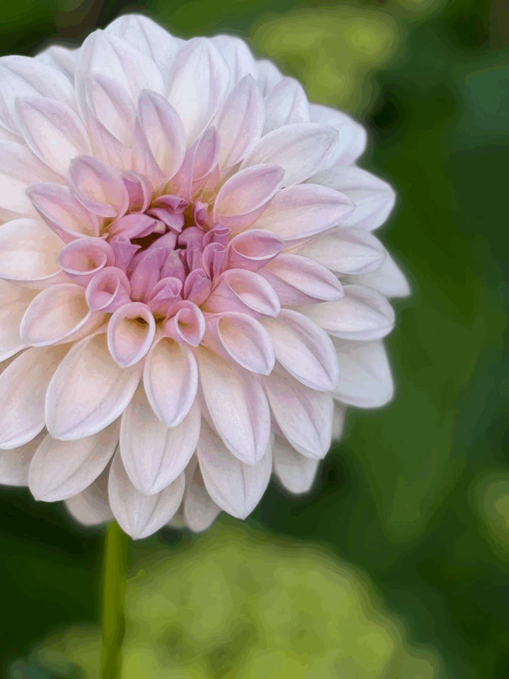 Dahlia Tubers — Atterberry Gardens