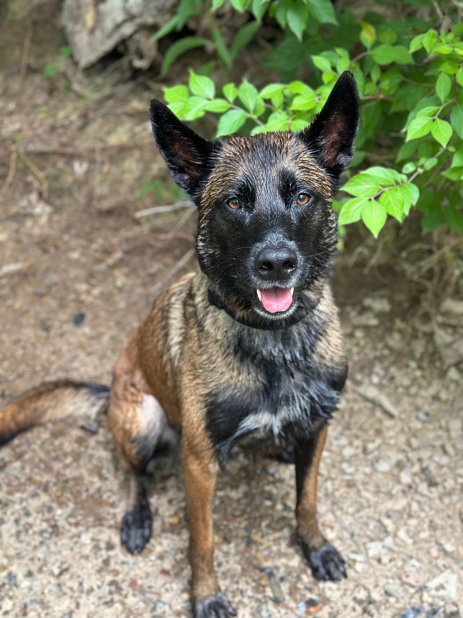 Titan K9 Dog Training