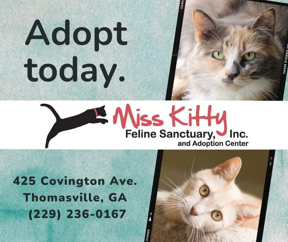 Donate — Miss Kitty Feline Sanctuary