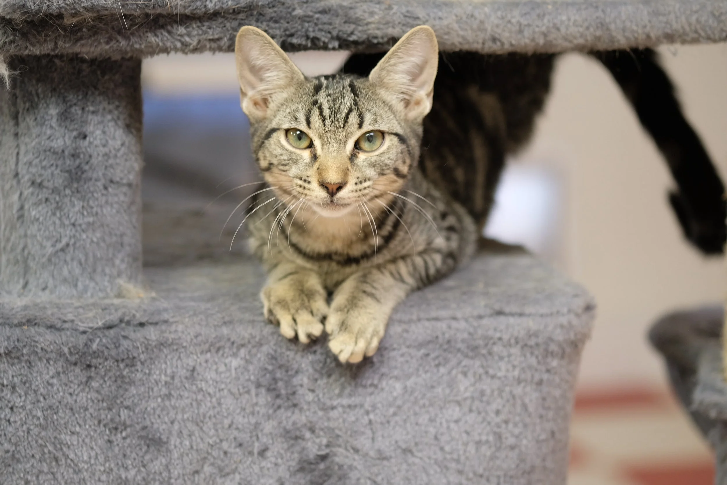Adoptions — Miss Kitty Feline Sanctuary