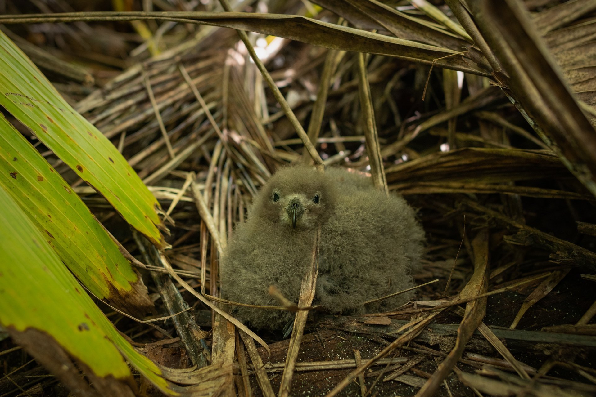 Environment — The Official Website of the Government of the Pitcairn ...