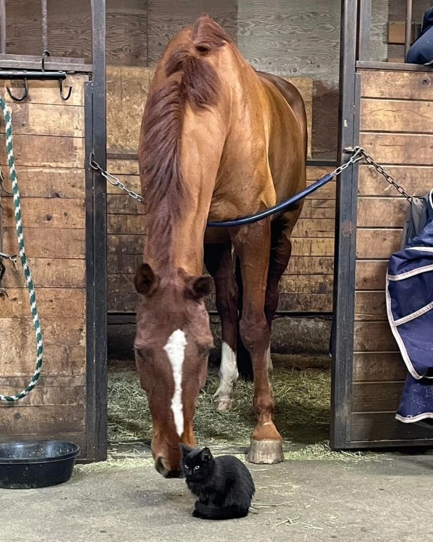 Teesdale Equestrian Centre