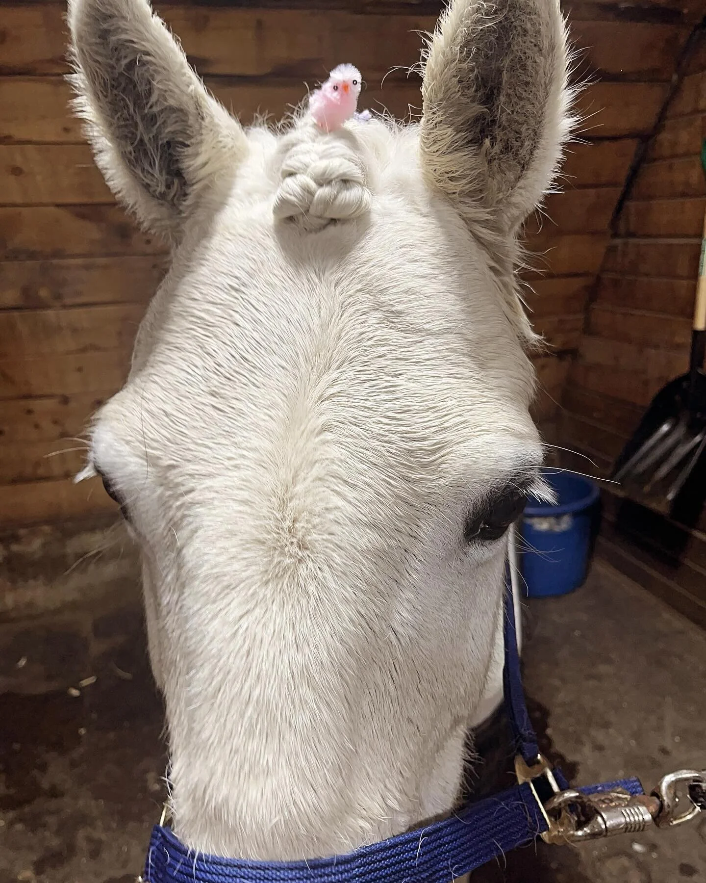 Teesdale Equestrian Centre