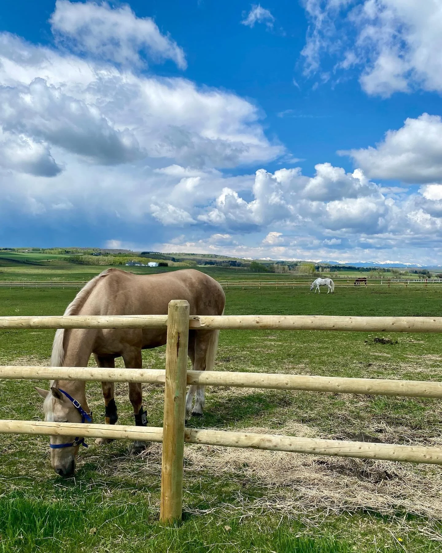 Teesdale Equestrian Centre