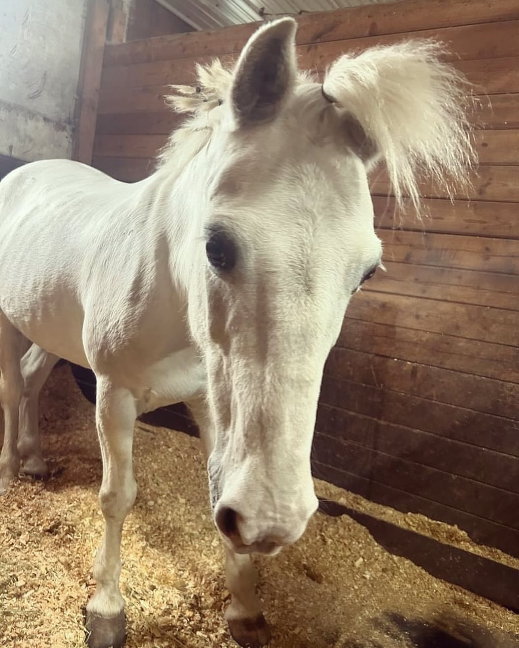 Teesdale Equestrian Centre