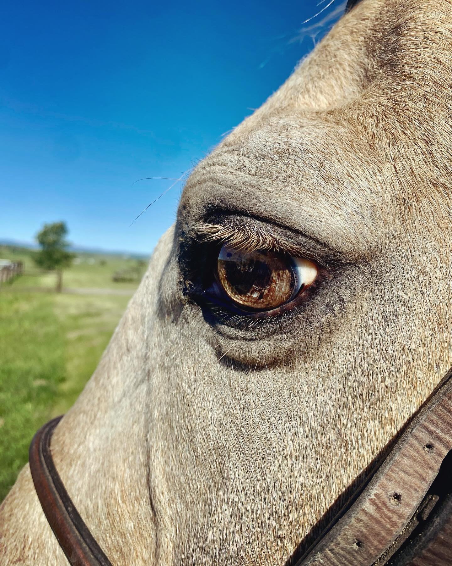 Teesdale Equestrian Centre