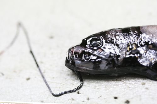 5 Eerie Creatures of the Deep Sea — Sea Smart