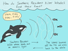Activity - Echolocation and Underwater Noise — Sea Smart