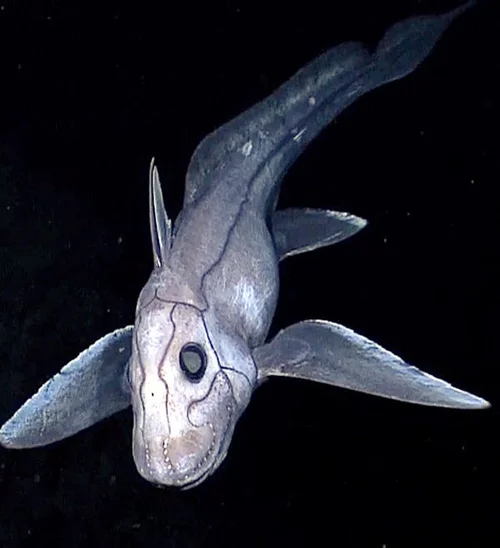 5 Eerie Creatures of the Deep Sea — Sea Smart
