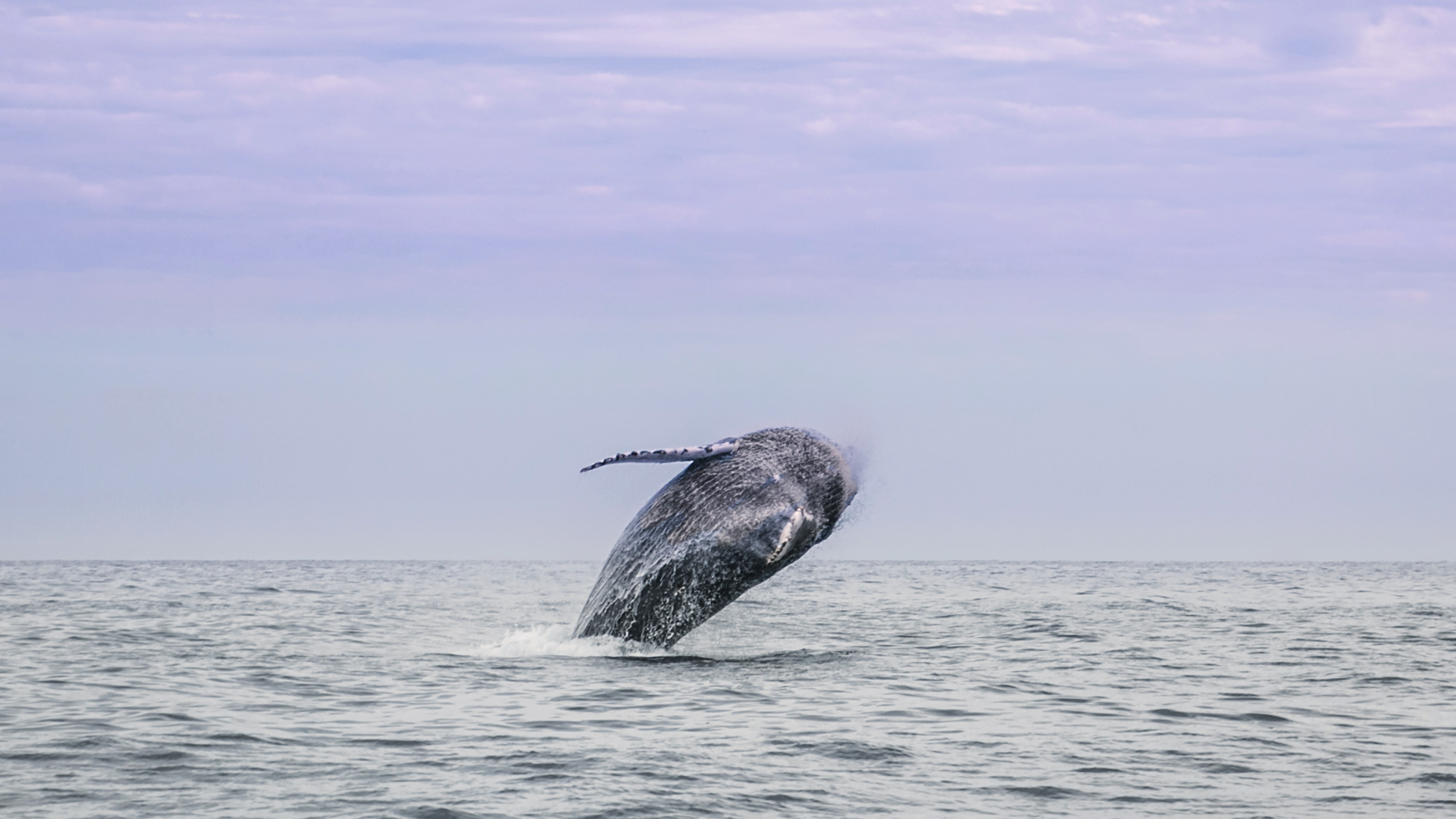 4 Uplifting Stories to Inspire you to Participate in Protecting our Ocean — Sea Smart