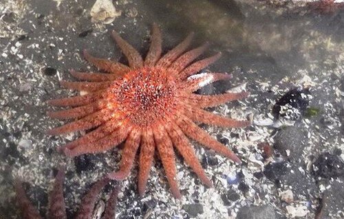 Five things you didn't know about sunflower sea stars — Sea Smart