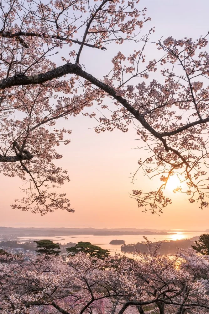 Trial Lesson — Japanese with Meg