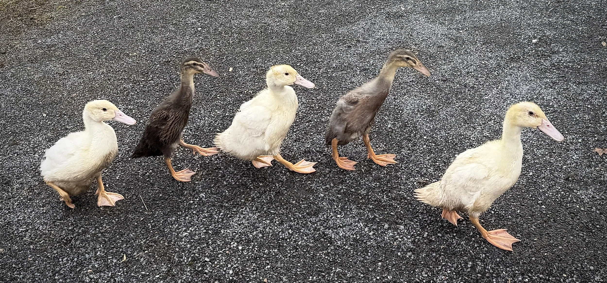 Guide complet pour l’élevage et l’alimentation des canetons — Ferme ...