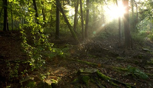 Natural burial grounds — Merritt's of Midhurst