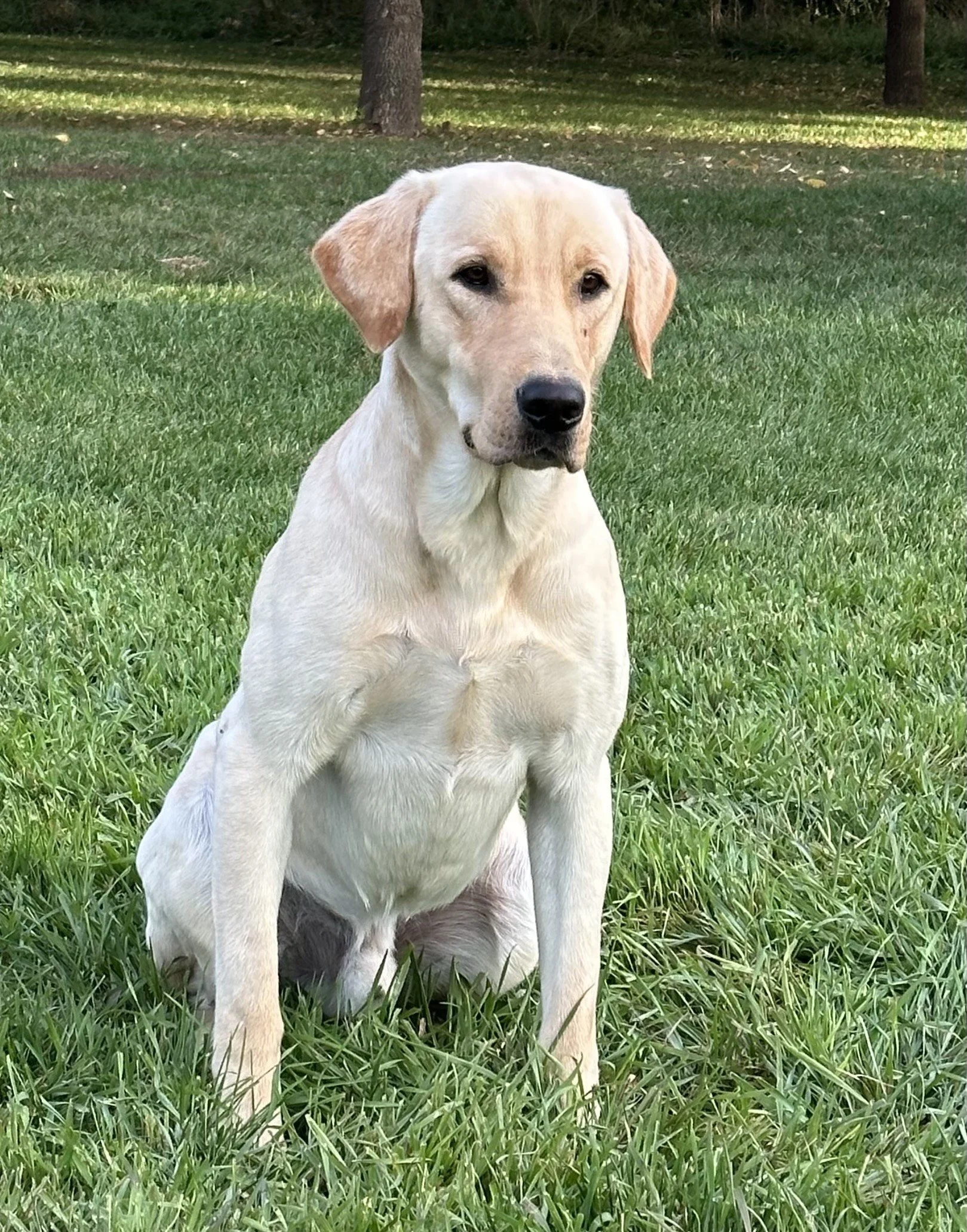 Current Litters — Cornstalker Pointing Labs