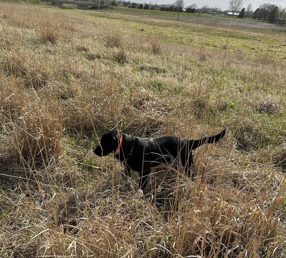 Harley — Cornstalker Pointing Labs