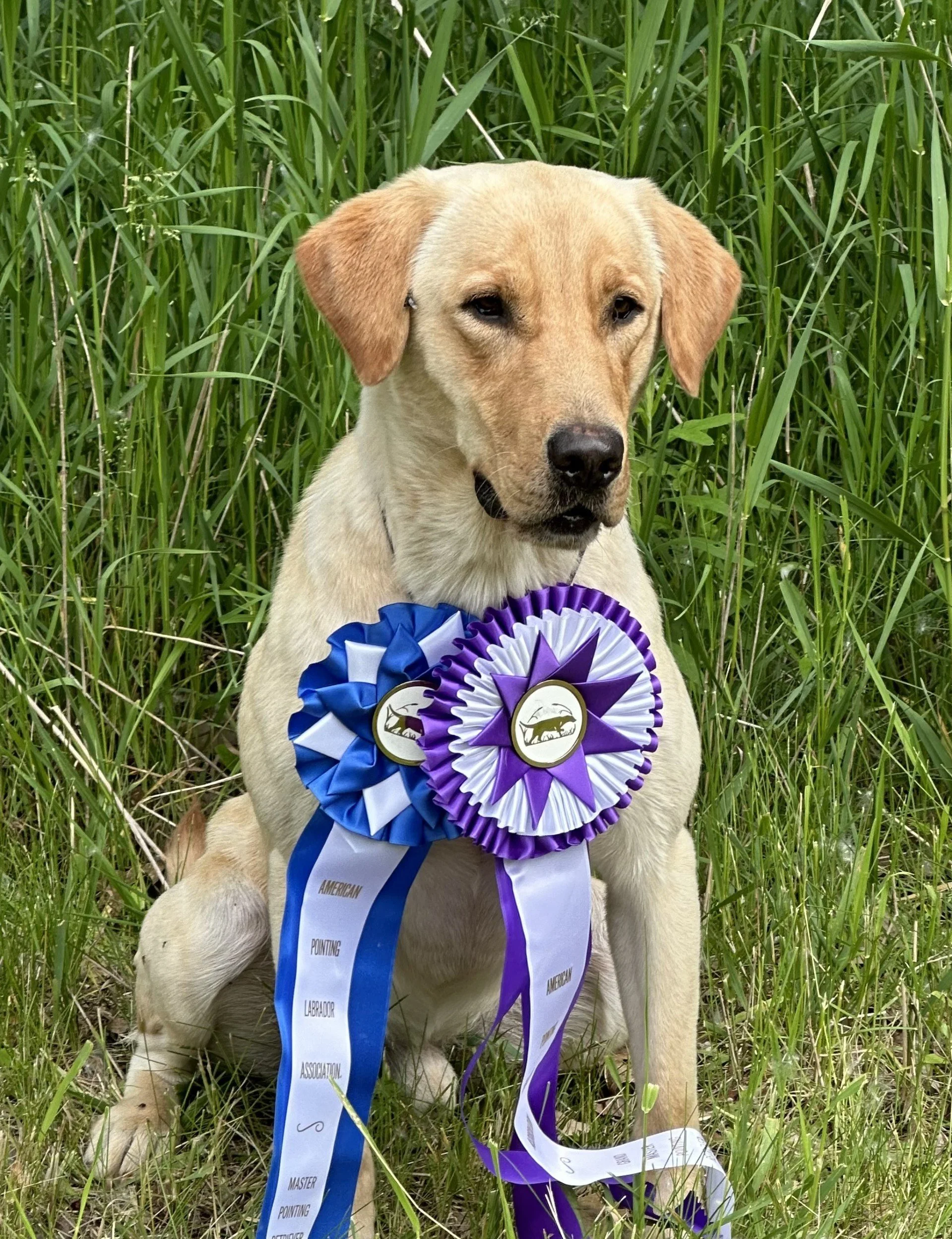 Current Litters — Cornstalker Pointing Labs