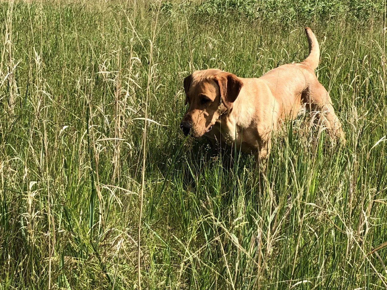 Cornstalker Pointing Labs