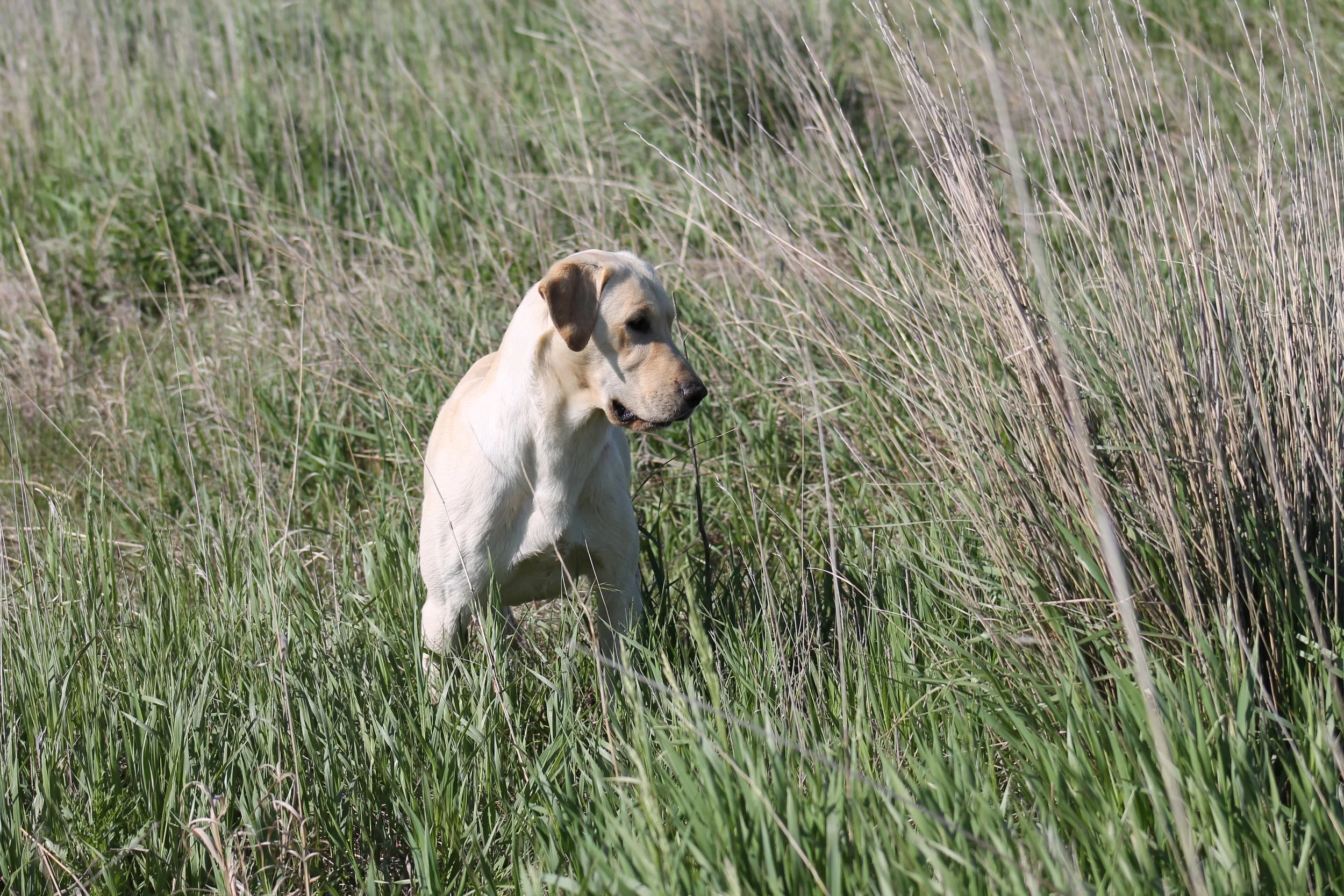 Cornstalker Pointing Labs