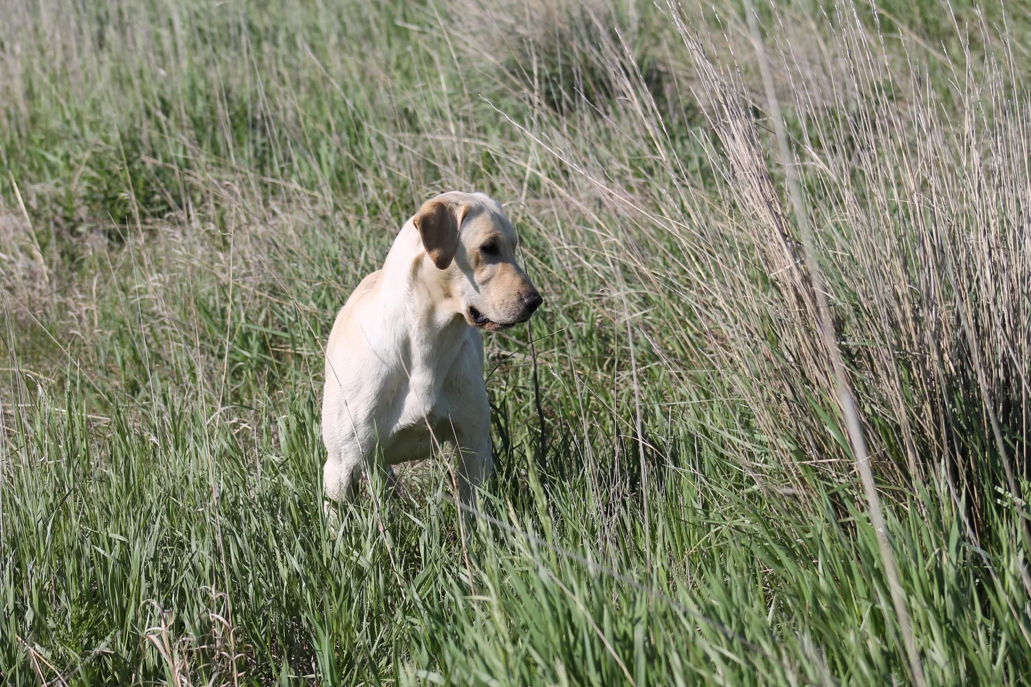 Cornstalker Pointing Labs