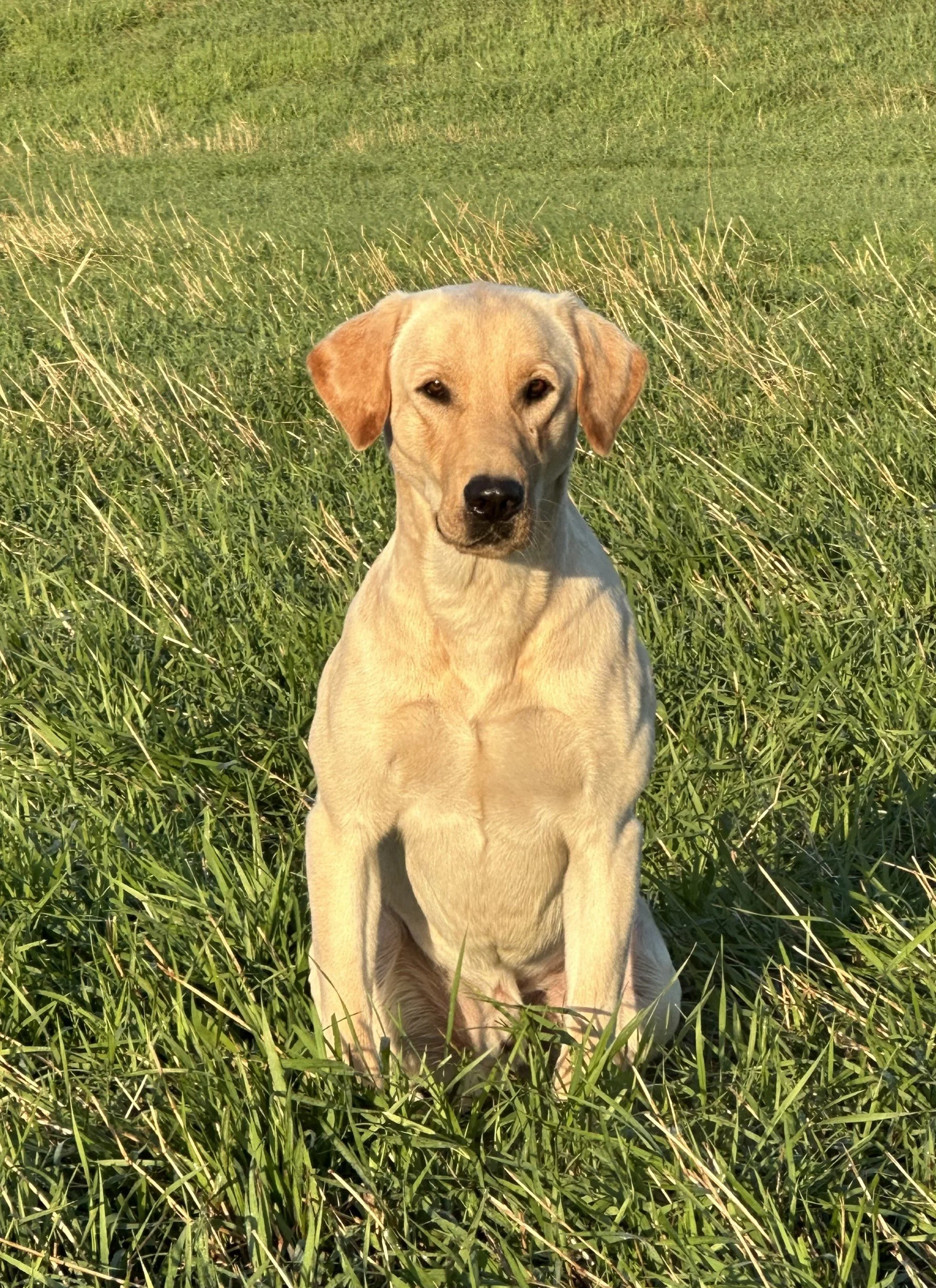 Our Dogs — Cornstalker Pointing Labs