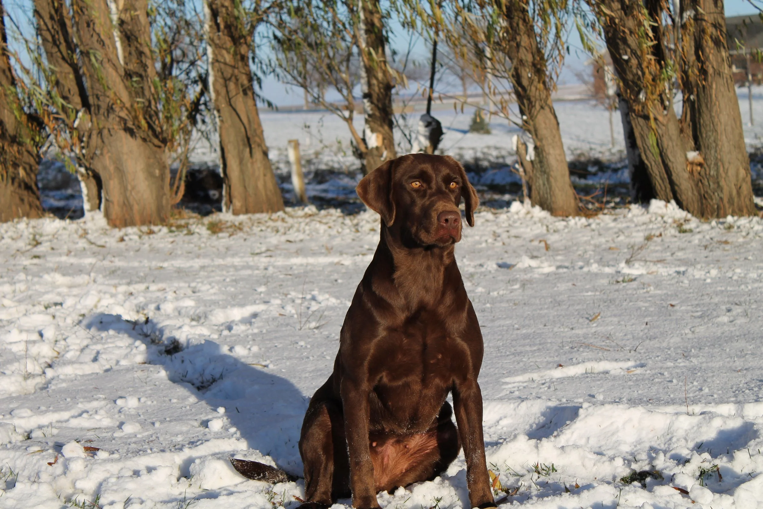 Our Dogs — Cornstalker Pointing Labs