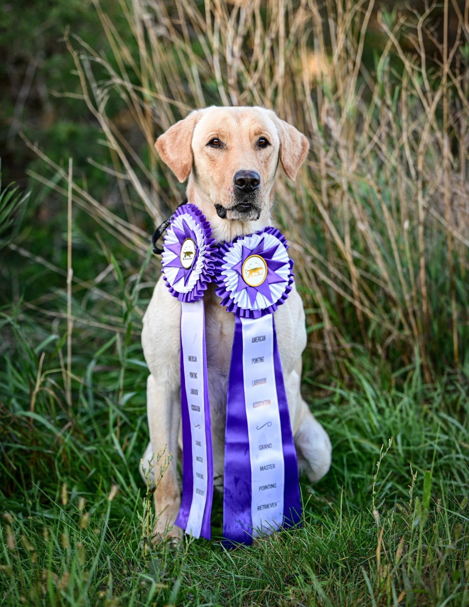 Sander — Cornstalker Pointing Labs