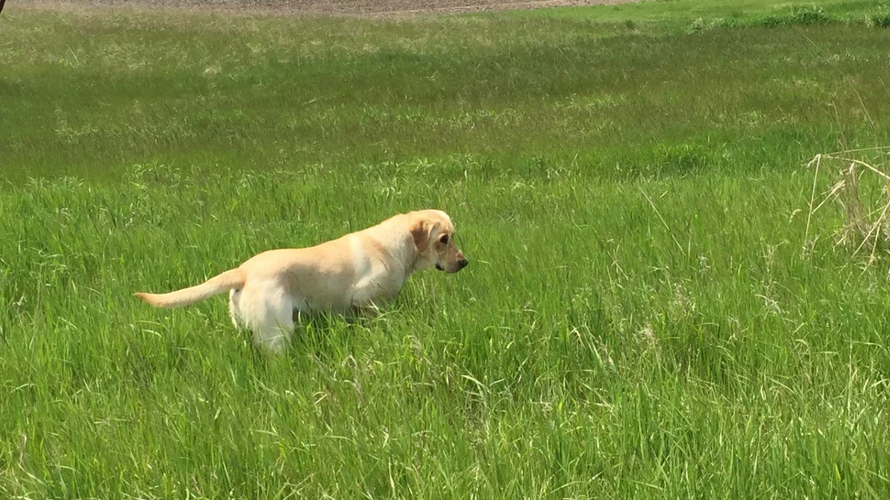 Cornstalker Pointing Labs