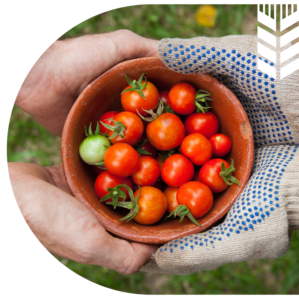 Center for Responsible Food Business