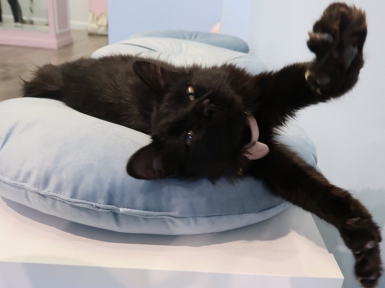 Book a visit — Meow Maison