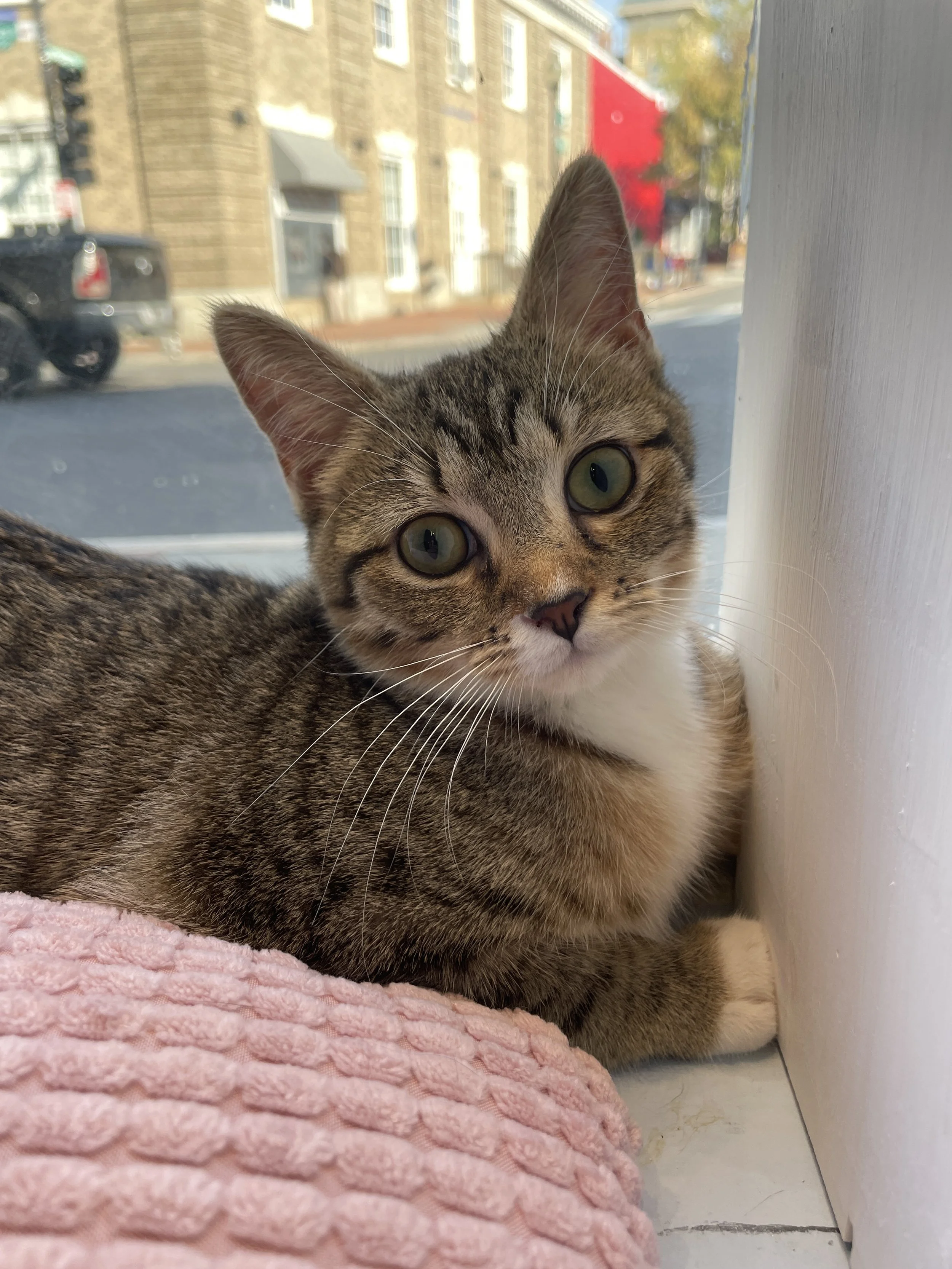 About Us | Discover Our Story — Meow Maison