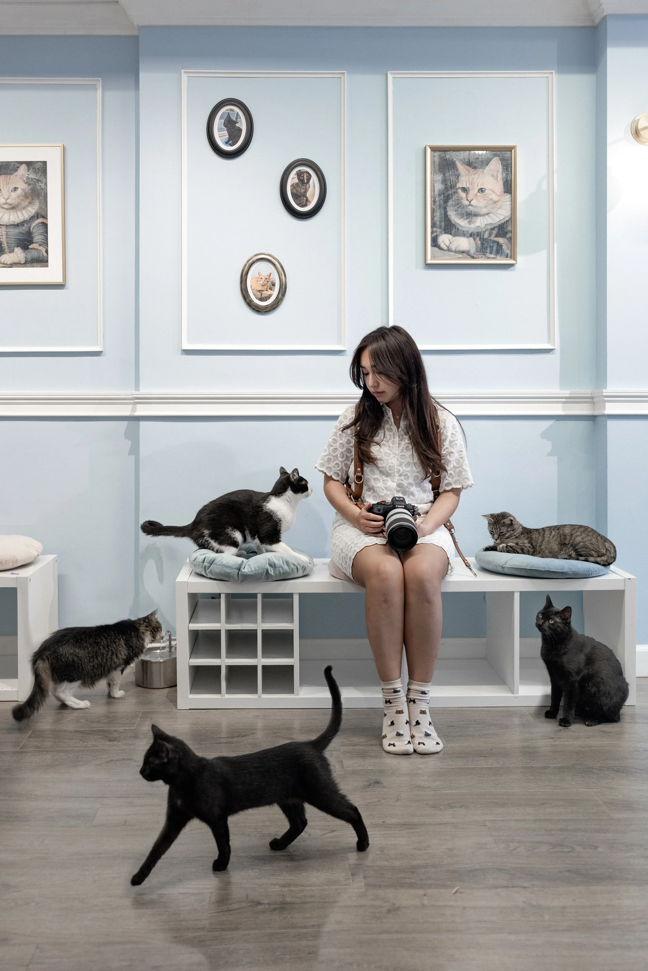 Book a visit | Discover Purrfection! — Meow Maison