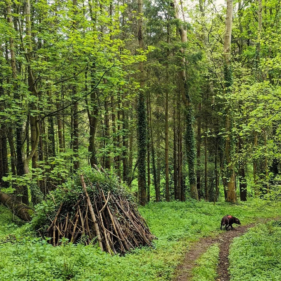 Papple Steading: Papple Wood and the Whittinghame Water — Exploring ...