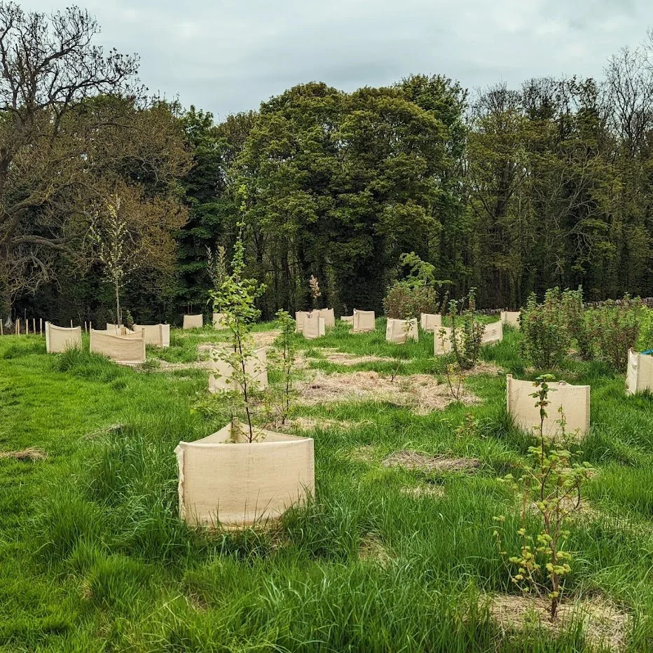 Papple Steading: Papple Wood and the Whittinghame Water — Exploring ...