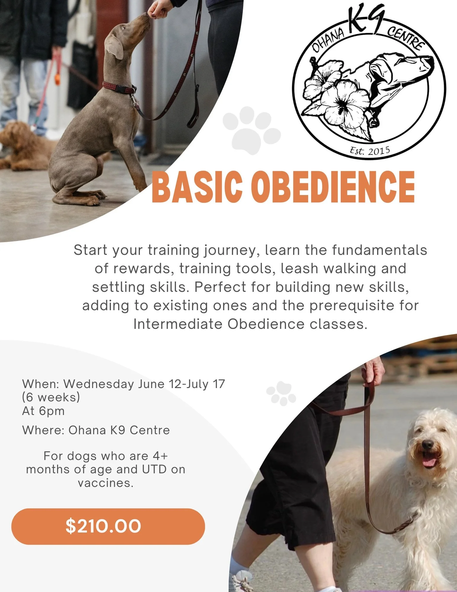 Group Classes — Ohana K9 Centre